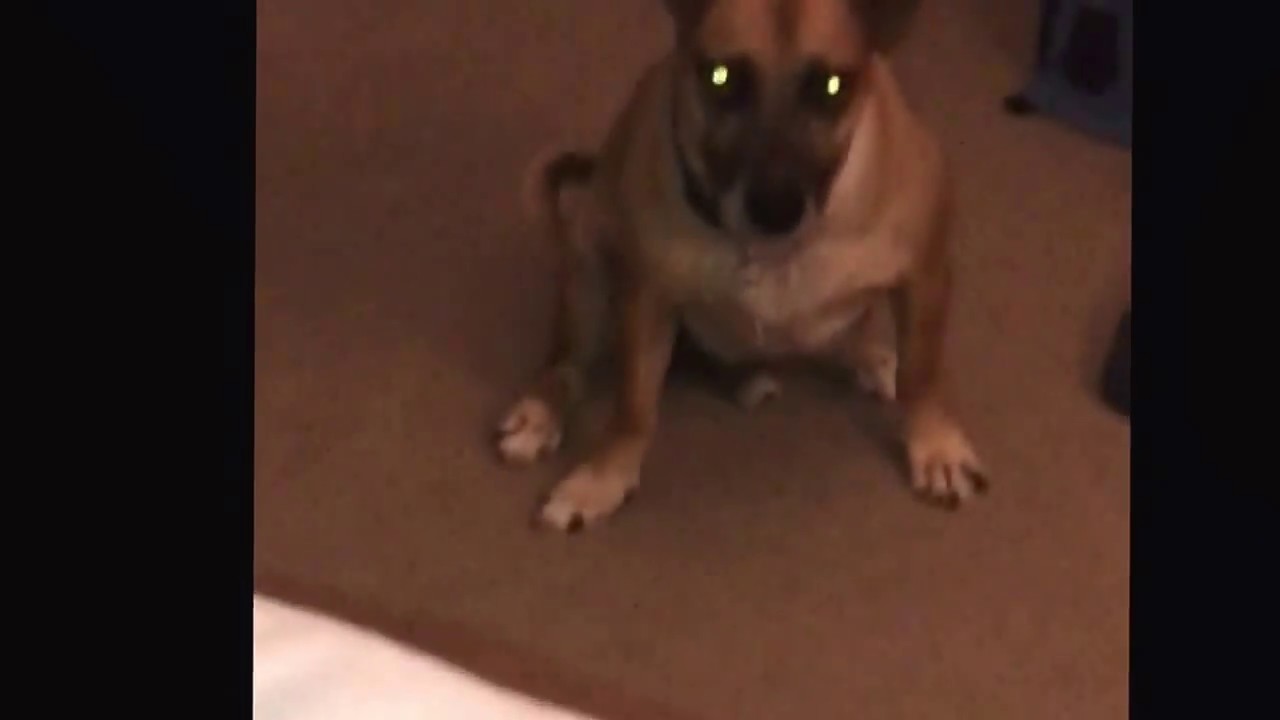 Murrz - R.I.P Flash feat. Dog (Prod. Murrz) (Official Music Video ...