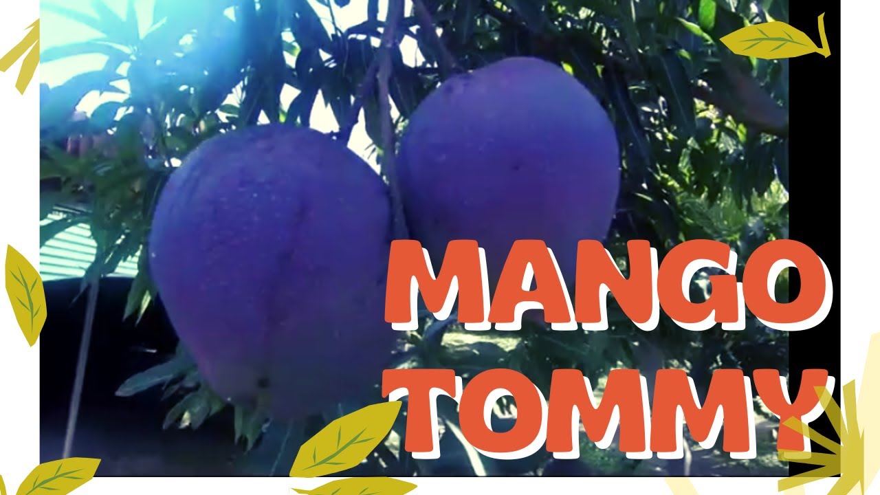Mango Tommy - YouTube