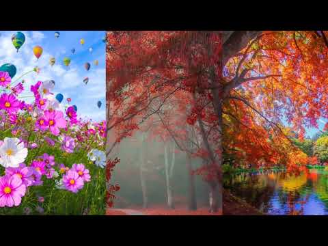 Grow plant //🌲 tree//tree whatsapp status video treding 4k hd// nature tree status Natural #shorts