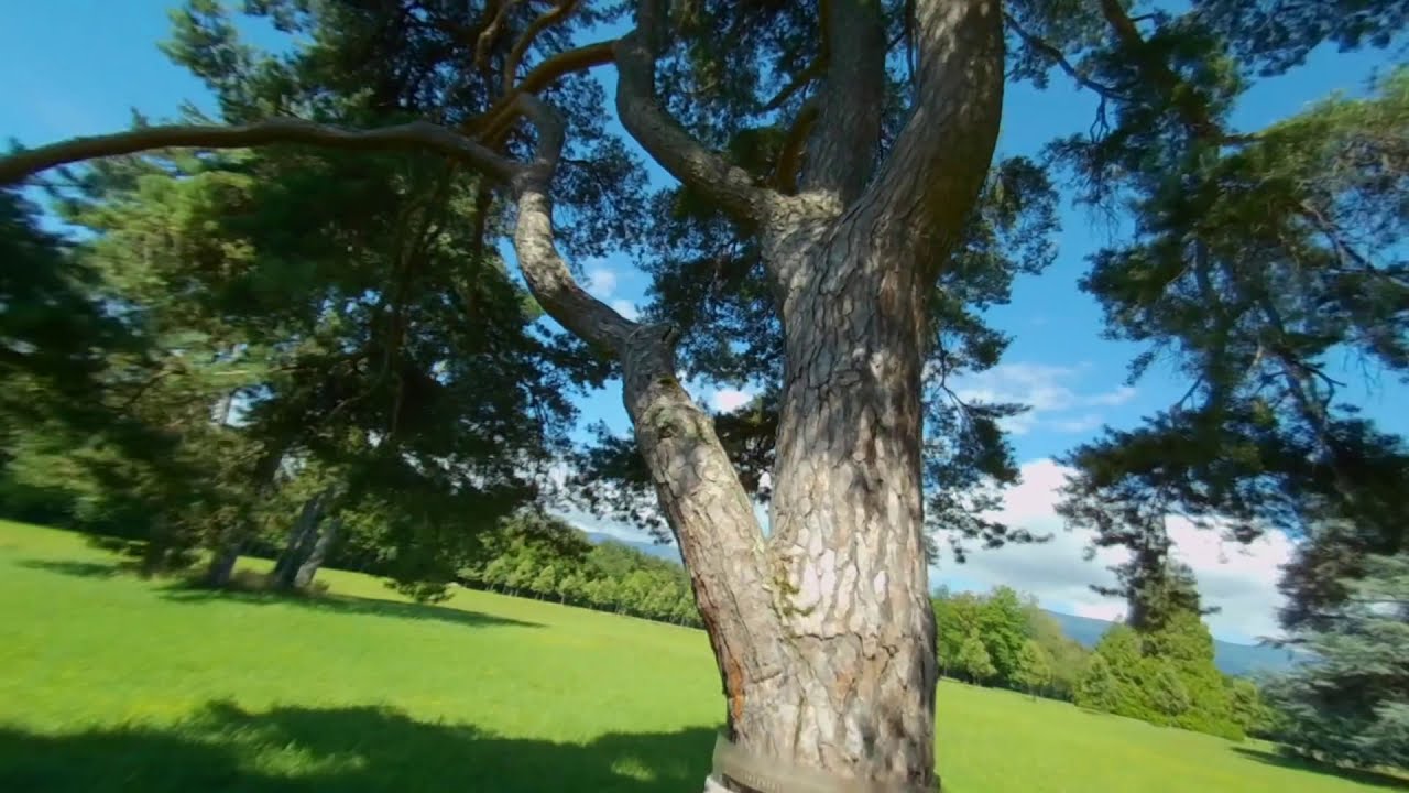 Fly around the trees ;) - YouTube
