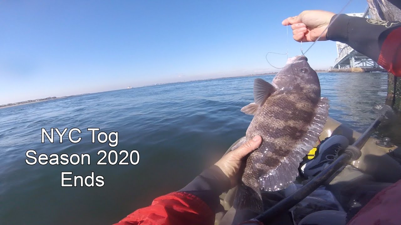 Blackfish: Its cold, got bait, lets go catch some Togs NYC before ...