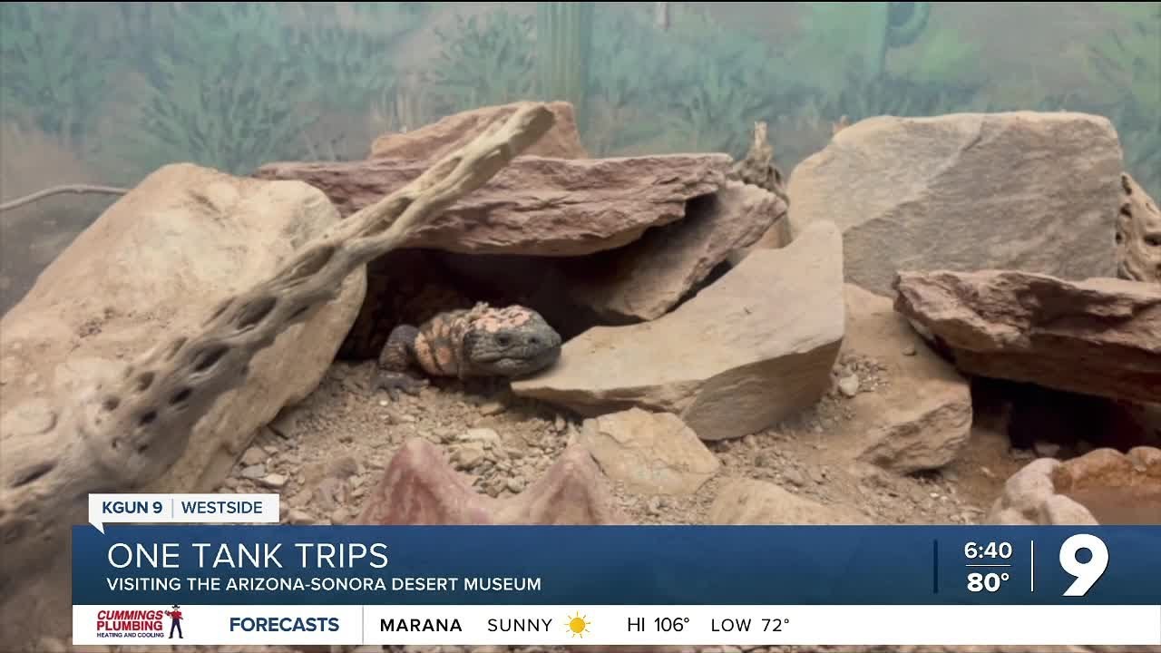 One Tank Trip Desert Museum - YouTube