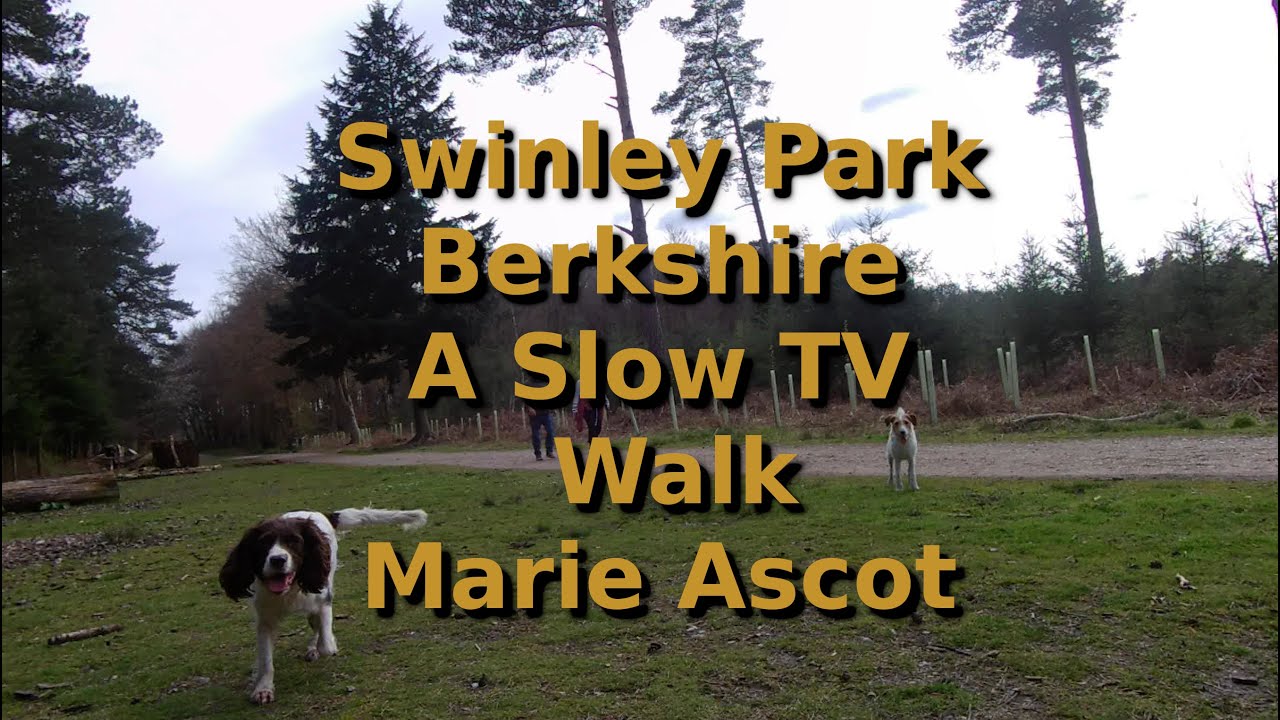 Swinley Park Ascot Berkshire Slow TV Walk Marie Ascot - YouTube