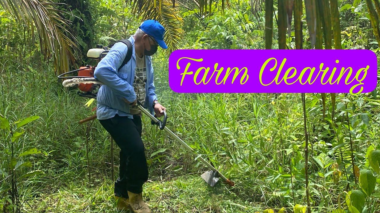 Farm Clearing ( dibantu oleh Leto kenyah Uma Sambop💪😀) - YouTube