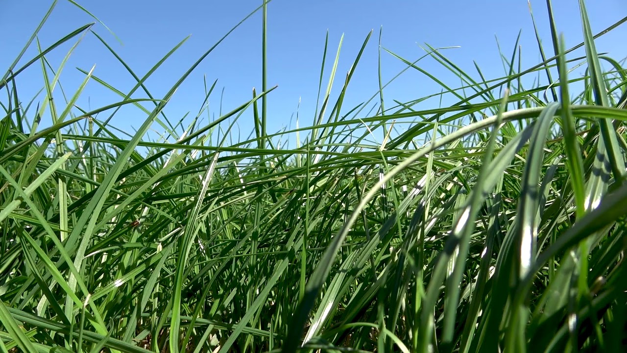 DSV zaden │Explosion, tetraploïd Engels raaigras - YouTube