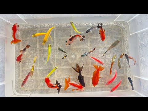 Wow! Cute Cute Goldfish, KOI, Betta, Molly, Ornamental Fish, Molly ...