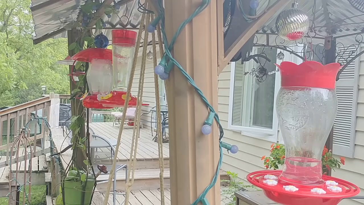 Hummingbird Sounds/Bright Ruby Throated Male @tiptoesparadise7517 - YouTube