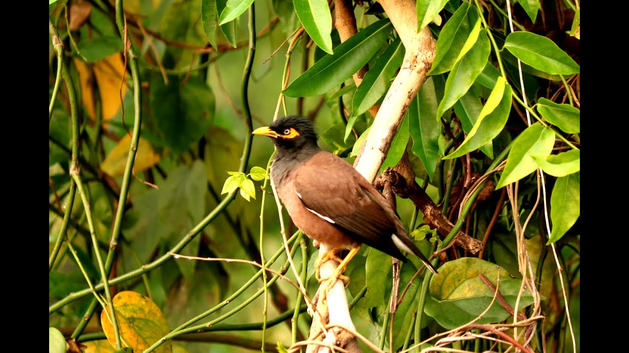 ভাত শালিক, # Gentle birds - YouTube