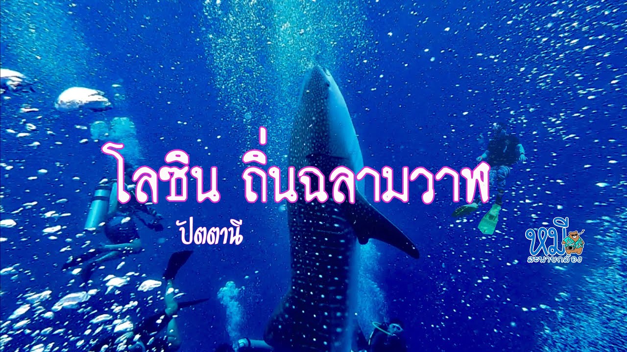 EP 01 : โลซิน ถิ่นฉลามวาฬ (LOSIN) จังหวัดปัตตานี กิน นอน ดำน้ำ ...