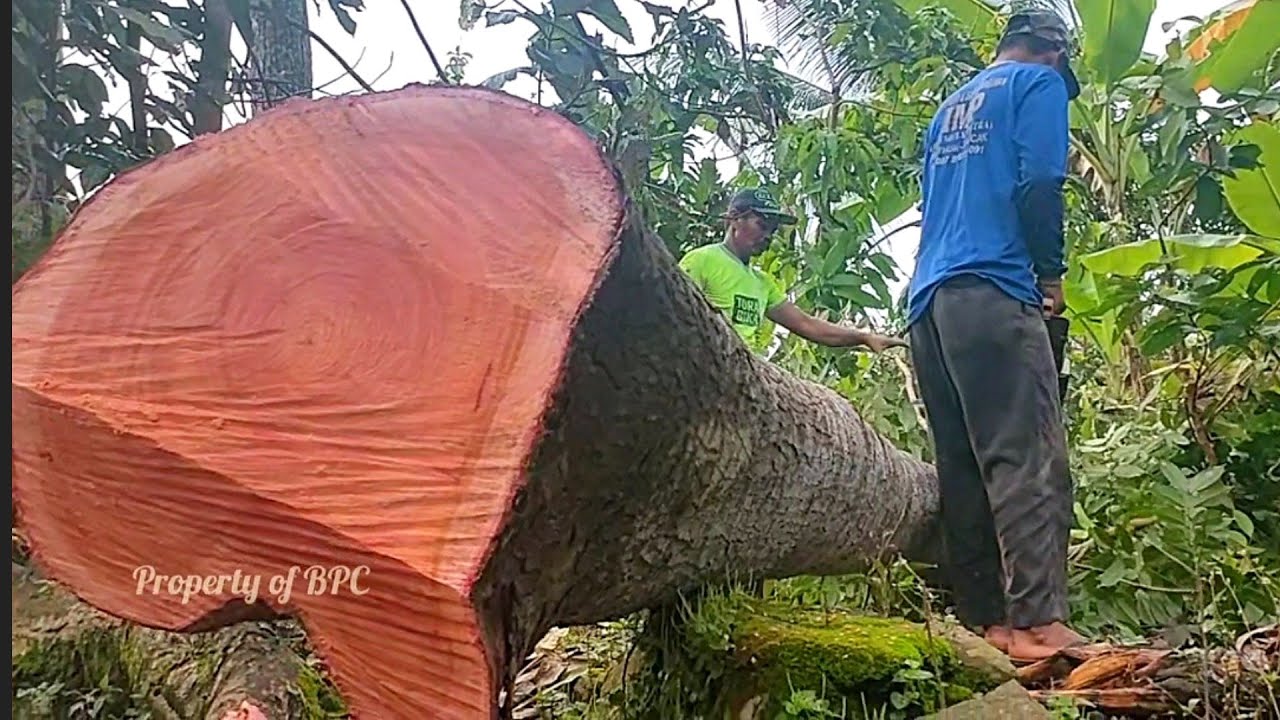 KAYU MERAH MENAKJUBKAN !! Tebang pohon mahoni & jati belakang rumah ...