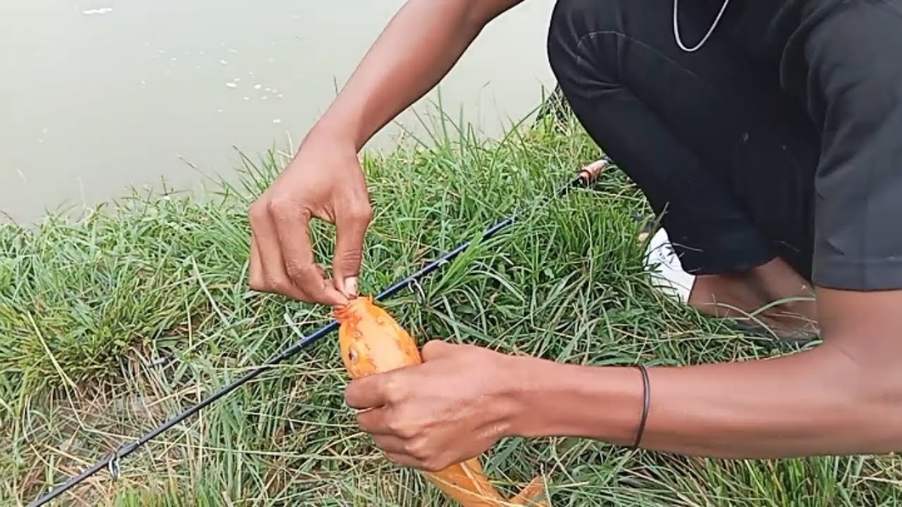 buka harian kolam besar tgl 17 November 2025 di kiban zipur - YouTube