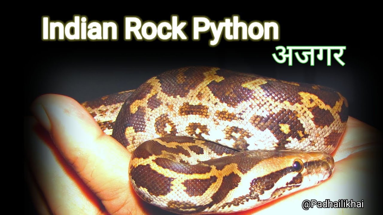 Indian Rock Python ll अजगर ll अजगर सांप को कैसे पहचाने ll ...