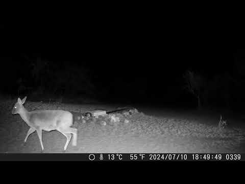 11 July 2024 duiker