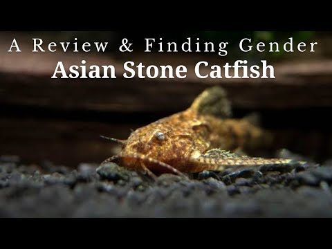 Native Alian Catfish for Nano Aquarium | Asian Stone Catfish - YouTube
