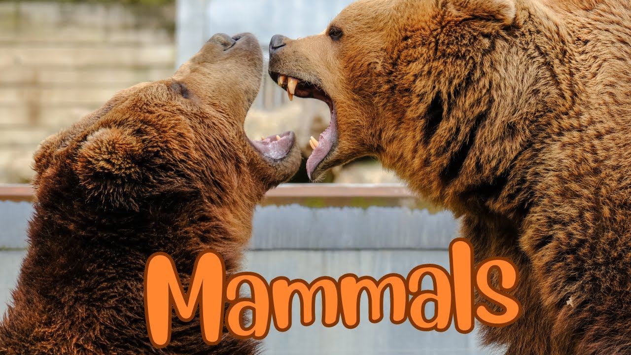 Mammals Up Close: Diversity, Adaptations, and Wonder - YouTube
