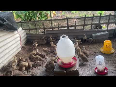 Ini rahasia dod bebek petelur umur 12 hari 0 kematian.