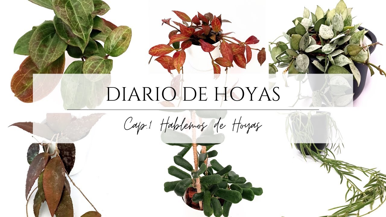 Diario De Hoyas / Cap.1 HABLEMOS DE HOYAS - YouTube