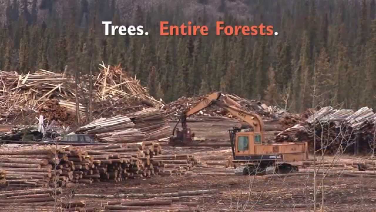 SOS (Save Our Southern Forests) Call to Action - YouTube