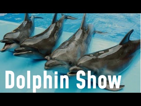 DOLPHIN SHOW | Riyadh | - YouTube