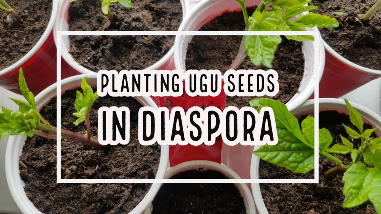 How to grow Ugu (fluted pumpkin) seeds in Diaspora | Ugu planting in ...