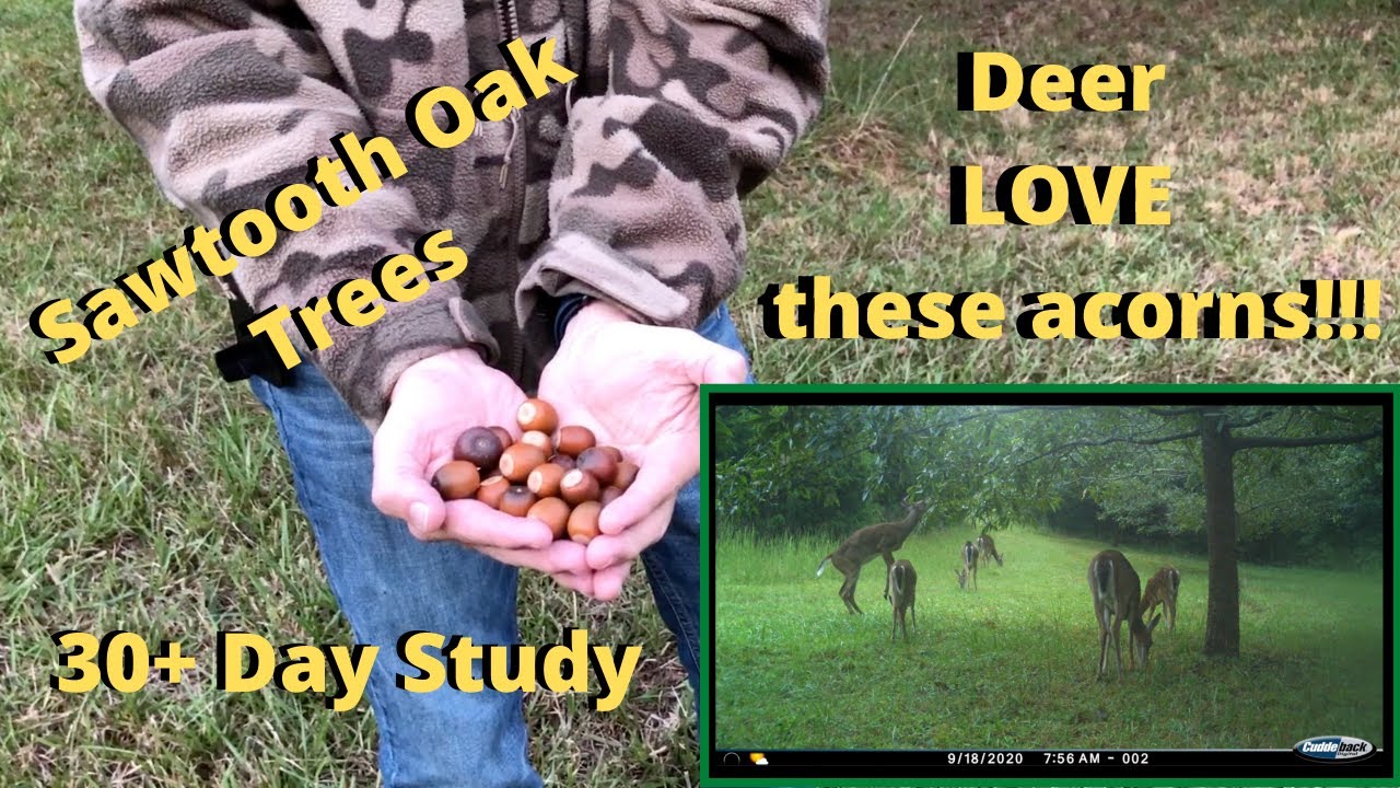 Sawtooth Oaks - Small Acreage Property Improvements for Whitetails - 30 ...