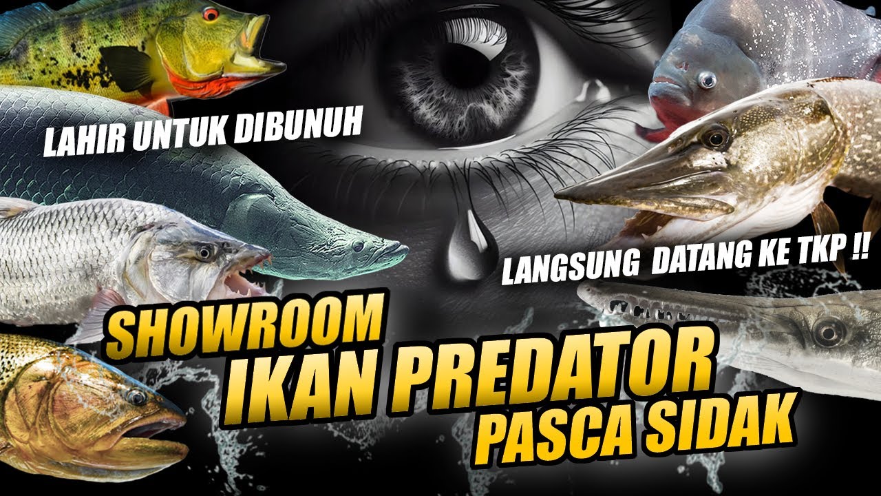 KONTEN EKSKLUSIF !! PEMUSNAHAN IKAN PREDATOR DI SHOWROOM PREDATOR ...