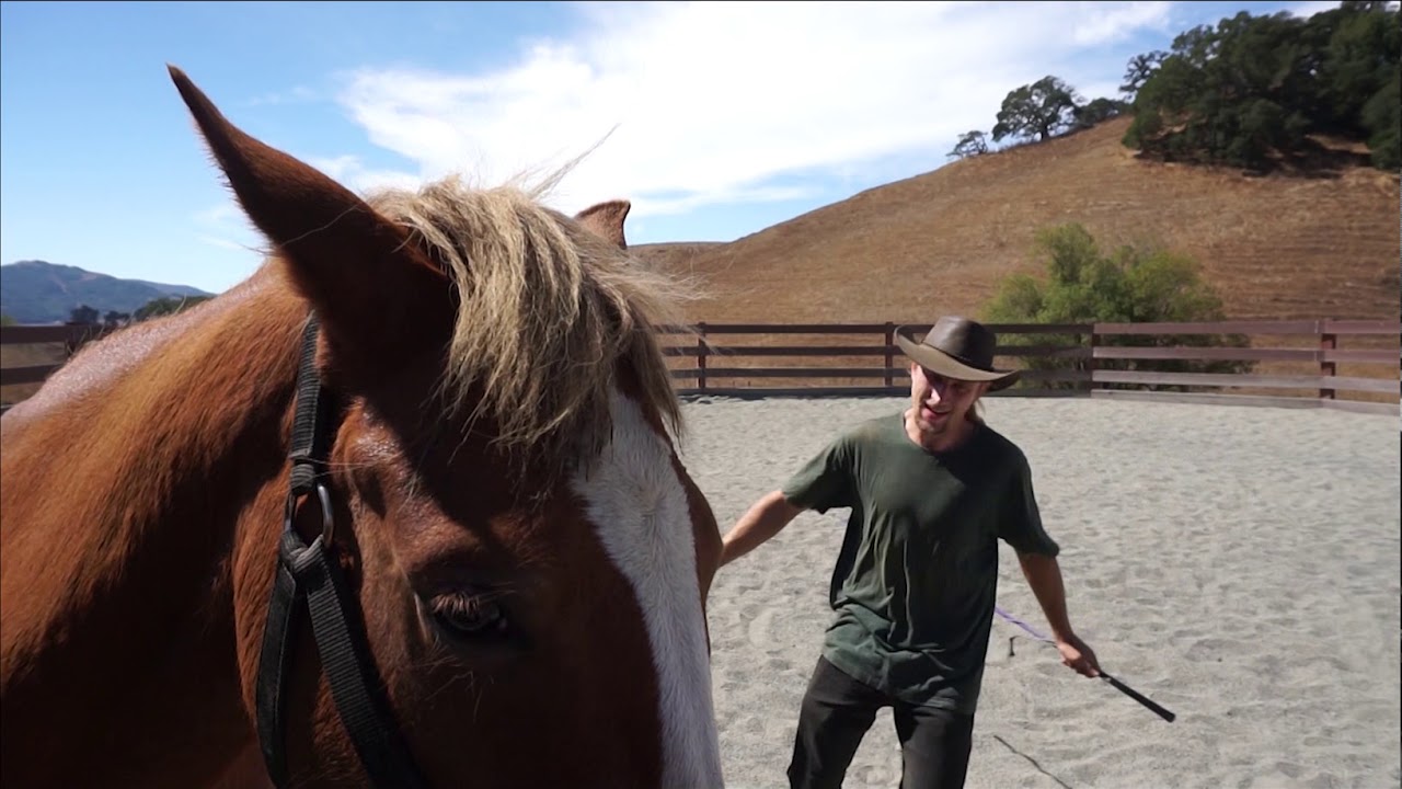 Horsey Times in California - YouTube