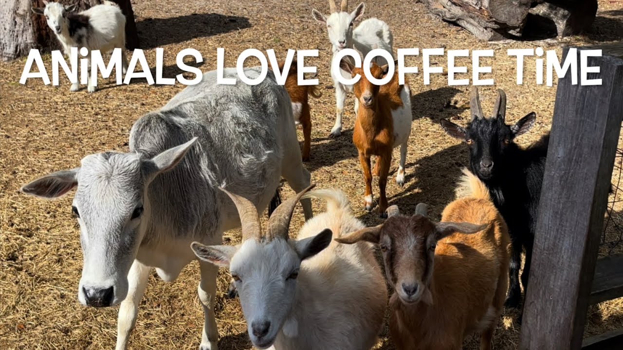 Animals love coffee time - YouTube