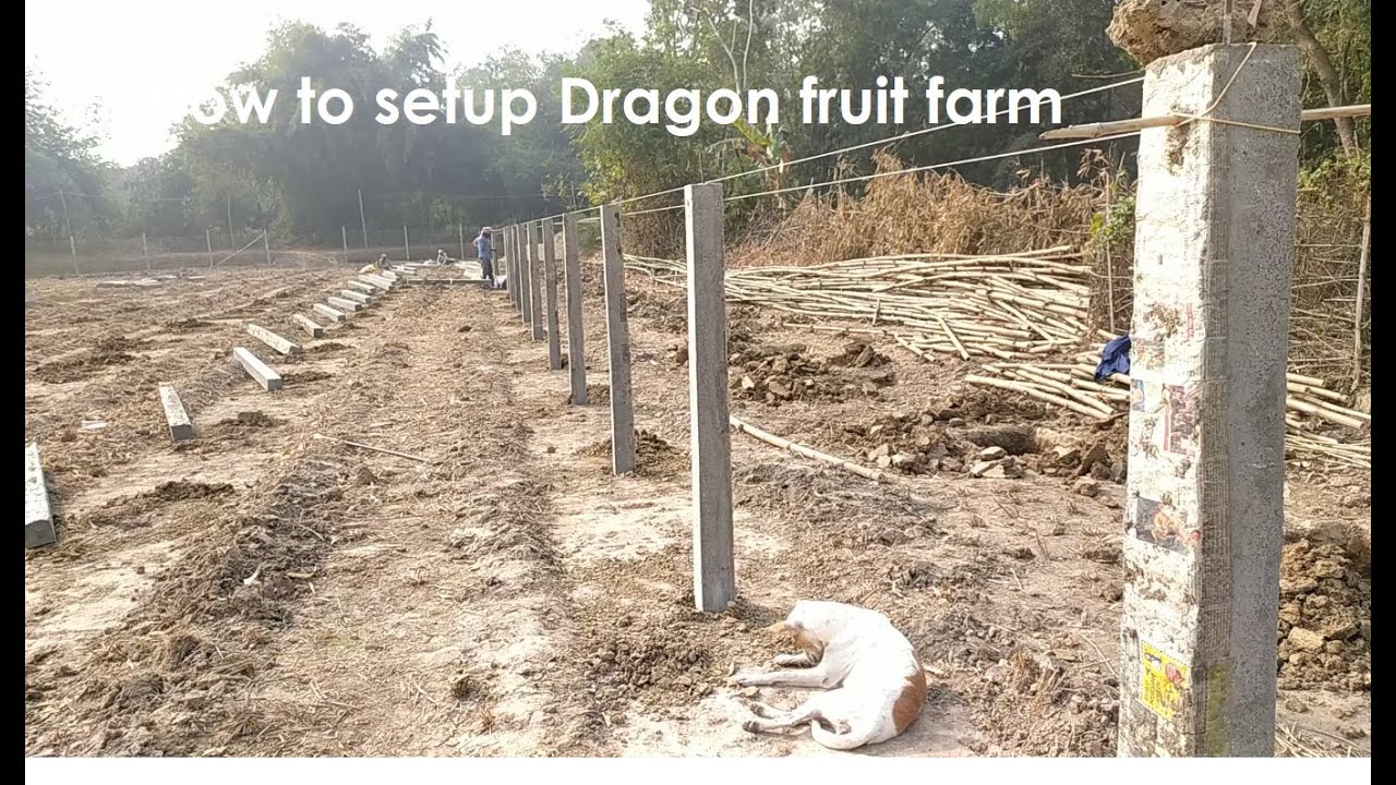 How to setup Dragon fruit farm | Trellis system in dragon fruit ...