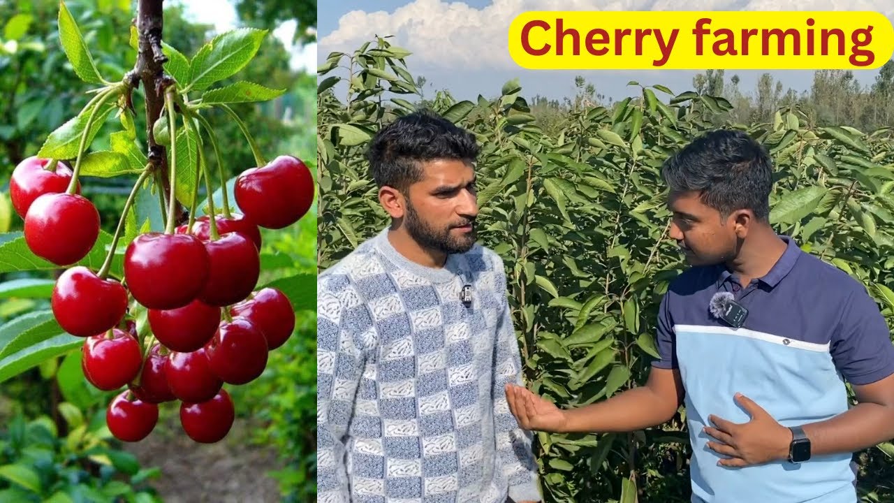 Barbados Cherry Farming | 250 Per Kg | Cherry Farming in India ...