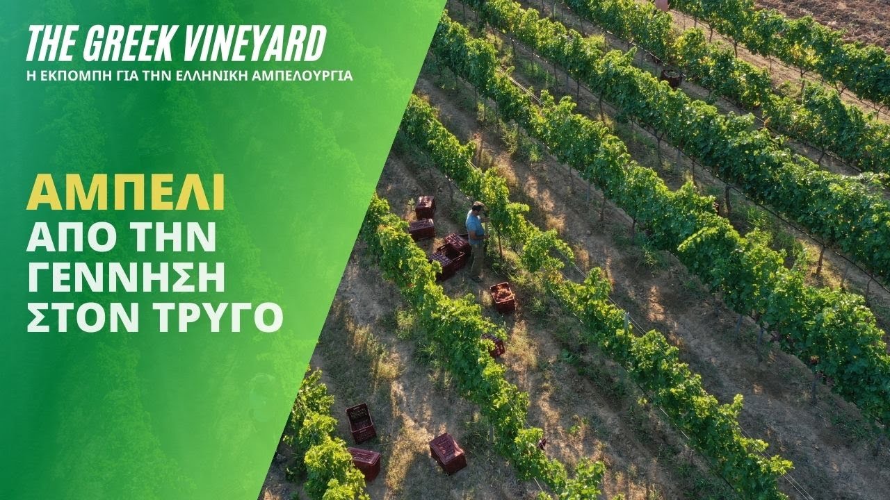 Αμπέλι | Από την Γέννηση στον τρύγο - Αφιέρωμα στον Έλληνα Αμπελουργό ...