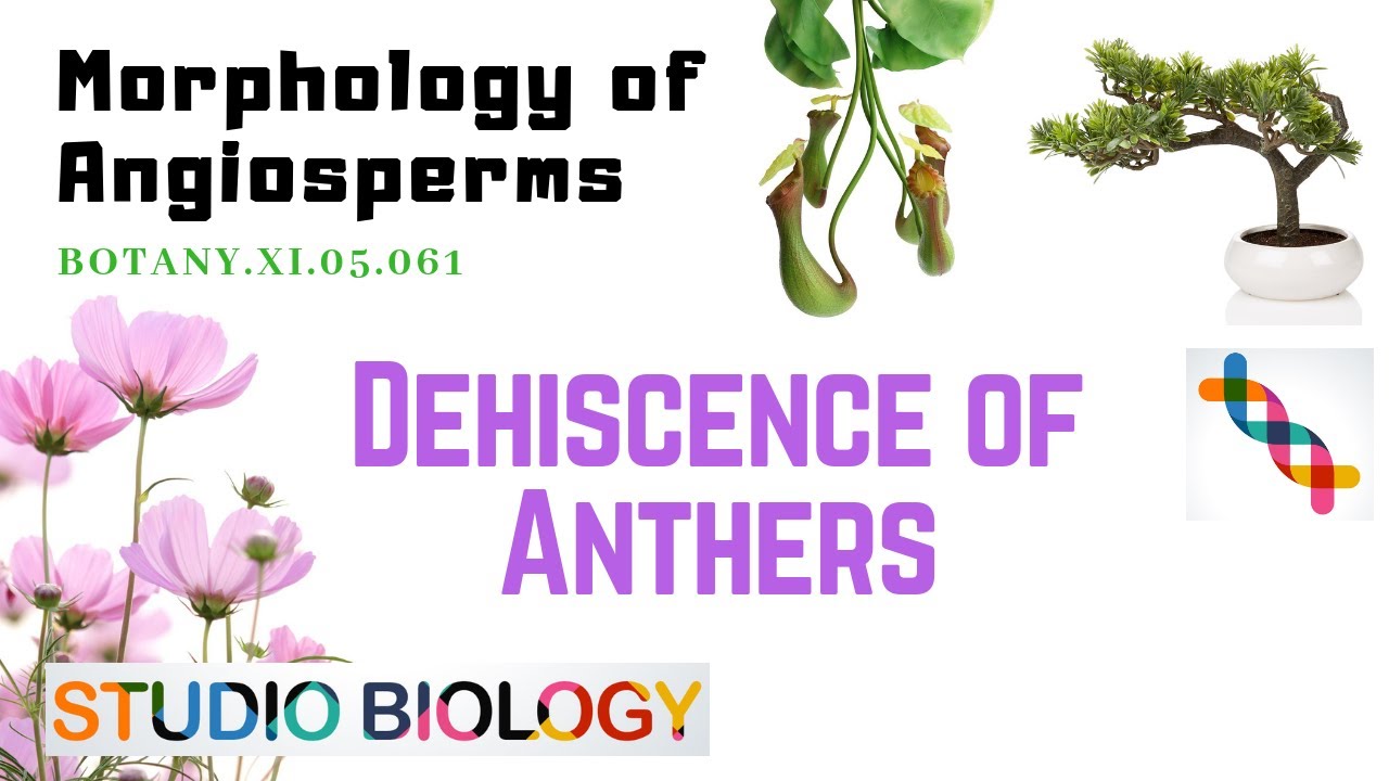 BOTANY XI.05.061 – Morphology of Angiosperms – Dehiscence of Anthers ...