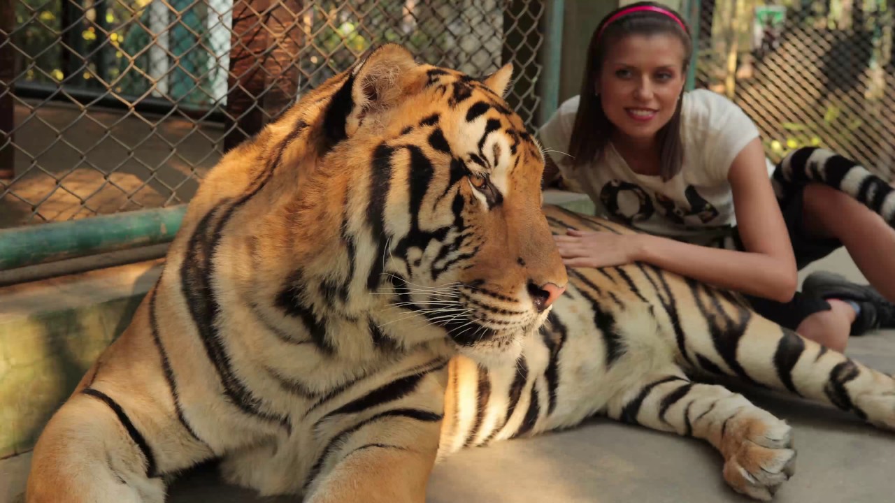 Tiger hugs - YouTube