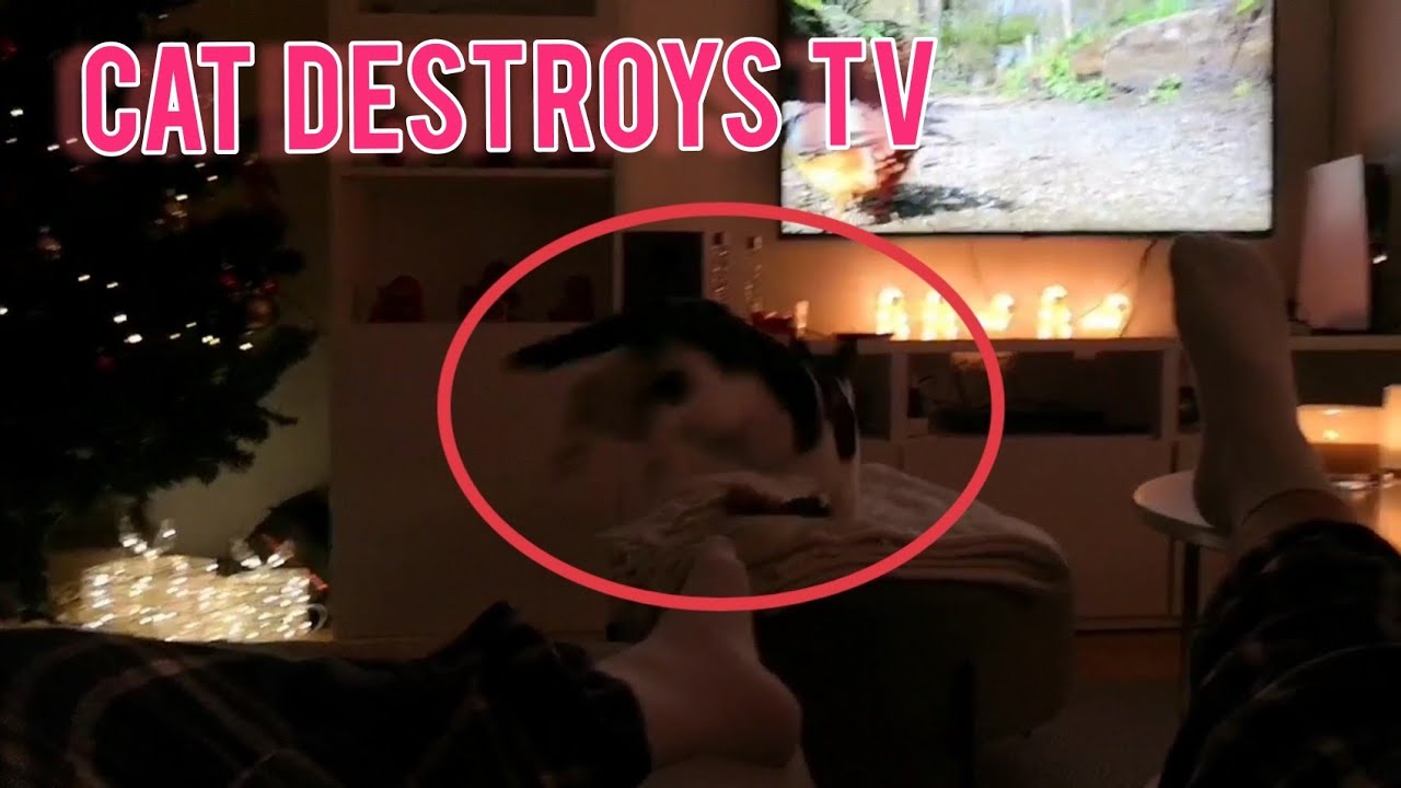 Cat attacked my Tv - YouTube