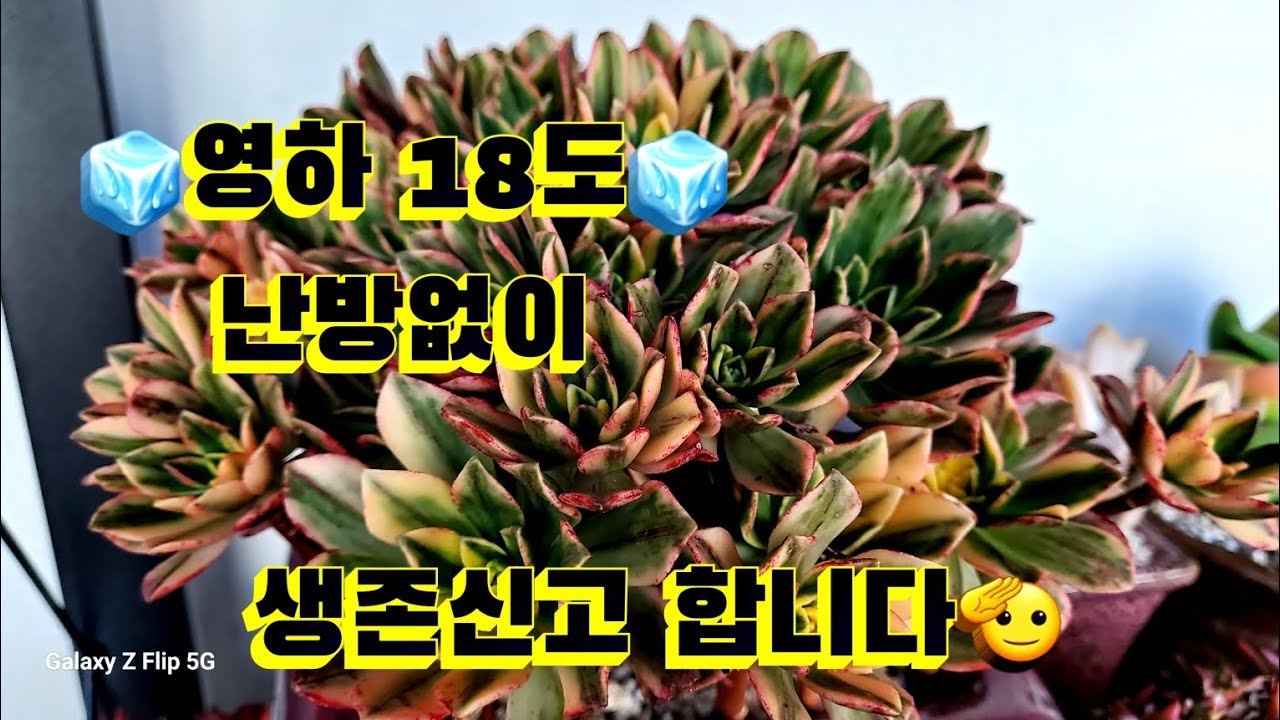 영하18도에 신문 이불조차 없이 알몸으로 견뎌내고 있는 계단아이들 상태 확인냉해피해계단다육이베란다다육이겨울철다육이관리