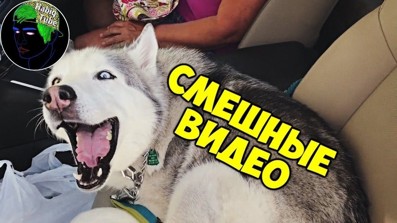 Funny animal acts Cute and crazy pets4571 - YouTube