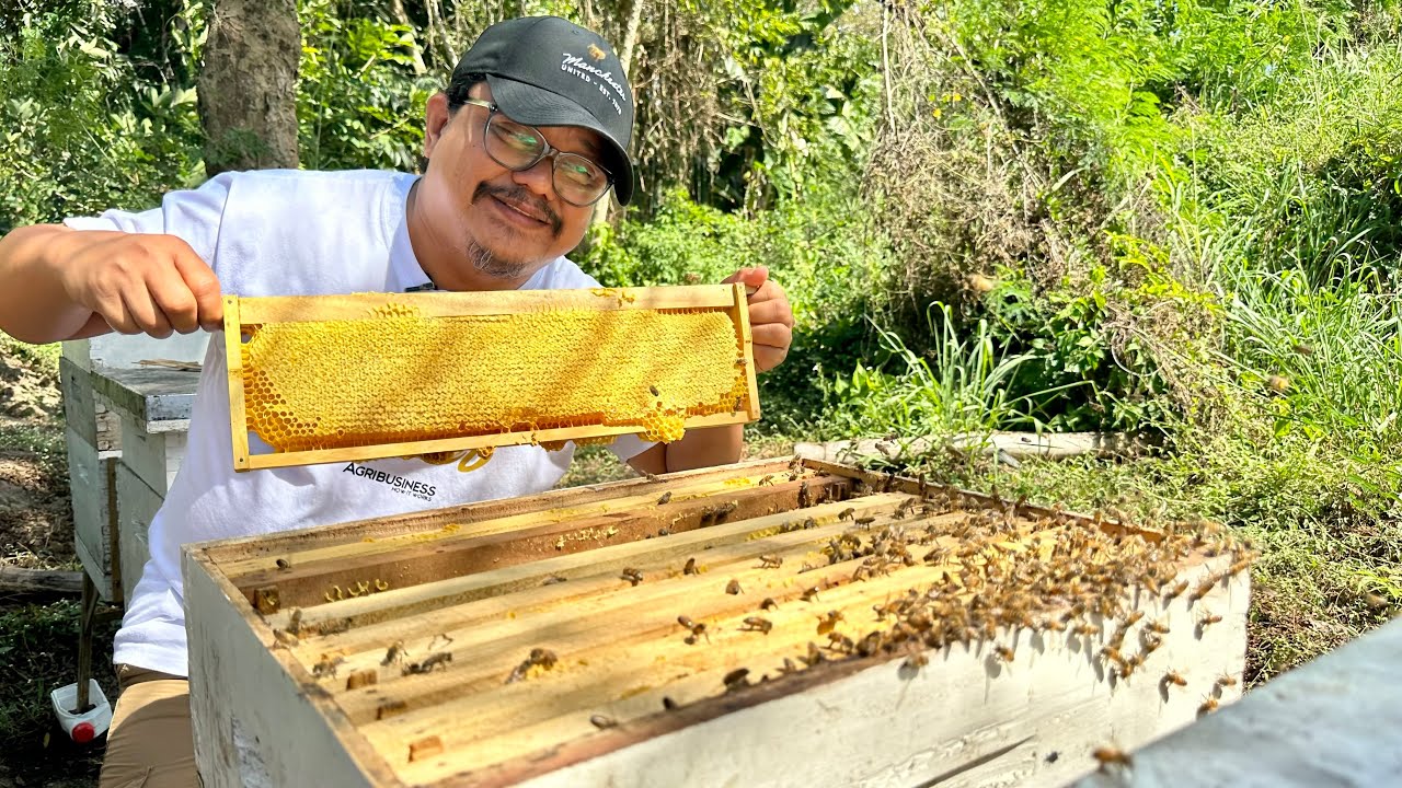 The Honey Business: Why Apiculture Has a High Income Potential but a ...