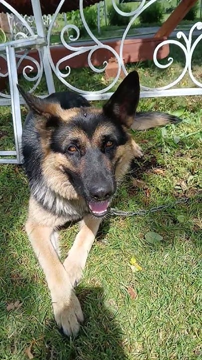 Наша злая собака Скоро будет ещё видео с ней ждите 🐶🐕 Youtube