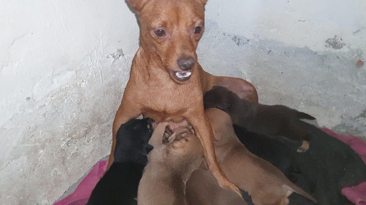 Mother Dog Lack Milk for Puppies - YouTube