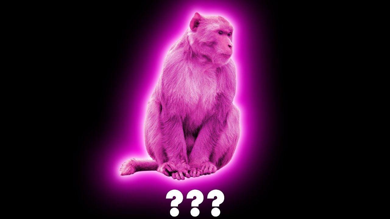 10 Monkey Sound Variations in 30 Seconds - YouTube