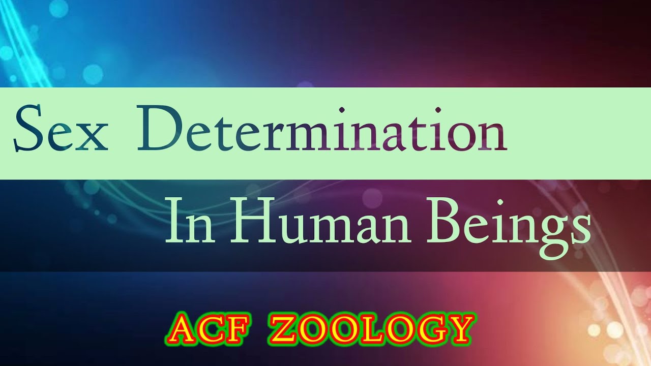 Sex determination in human beings | Genetic | Acf Zoology | Crack Any ...