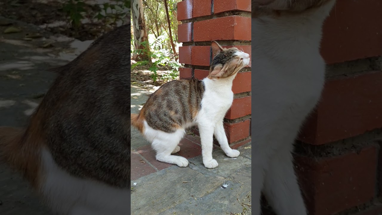 Meli the cat - YouTube