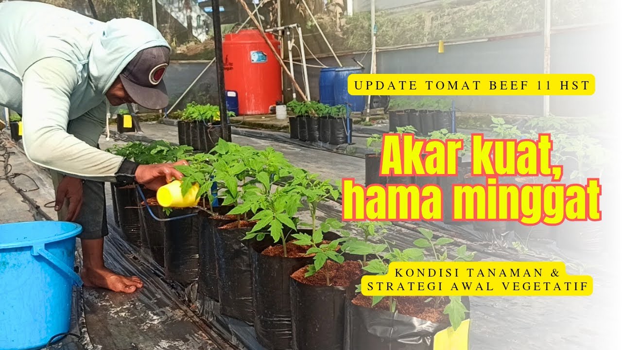 Tomat Beef Usia 11 HST: Rahasia Akar Kuat & Pencegahan Hama Sejak Dini ...