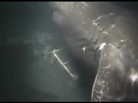 Real Megalodon Worlds Largest Shark Caught On Camera 2015 Youtube