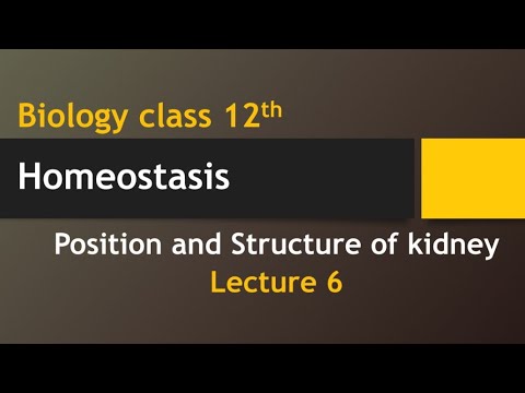 structure and function of kidney || chapter 15 homeostasis class 12 ...