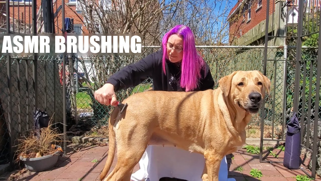 ASMR Brushing a dog - No talking - YouTube