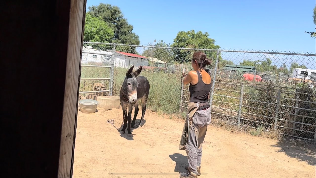 Danny the Donkey - 4th Session - Huge Success Today - YouTube