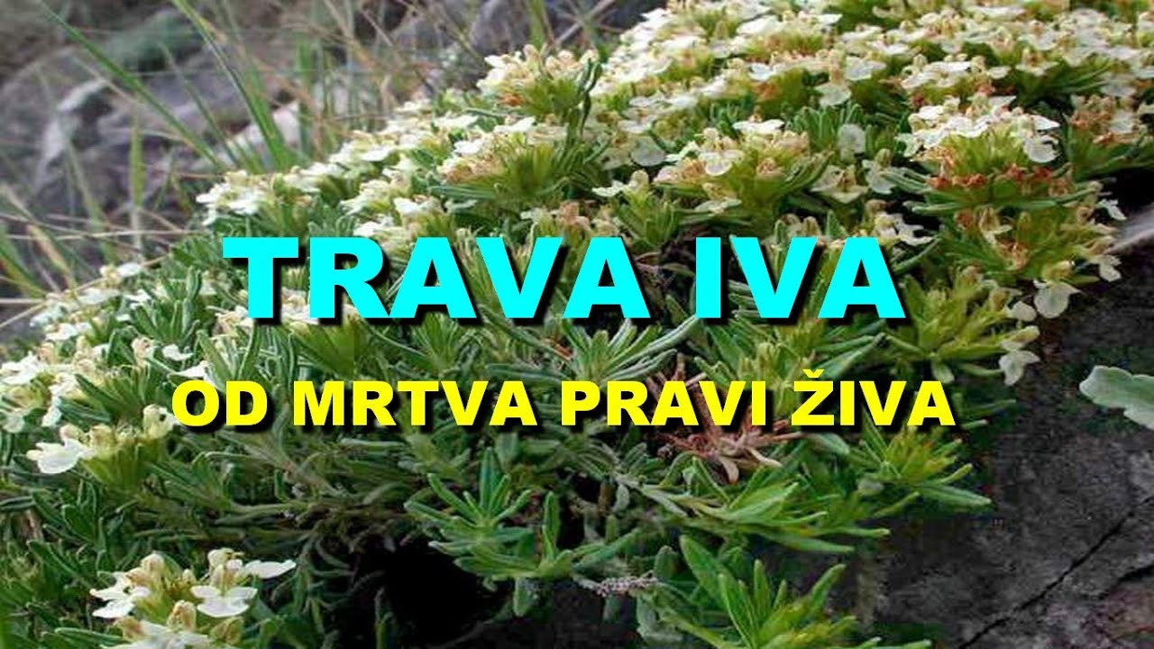 TRAVA IVA - Od MRTVA PRAVI ŽIVA! - YouTube