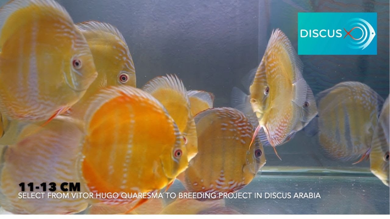 DiscusX a Breeding Project with 11-13 cm Wild Discus from # ...