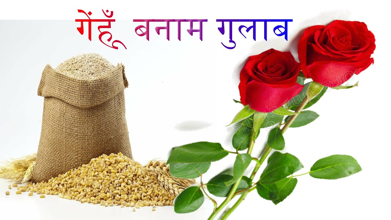 Gehun Benam Gulab(Explained in Hindi)Ramvriksh Beenipuri-Dr Sophia ...